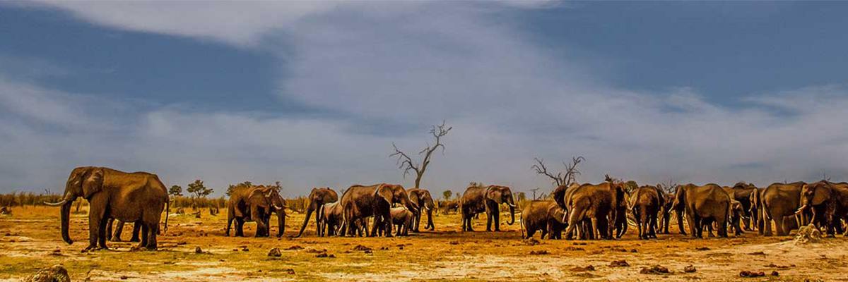 Zambezi Queen