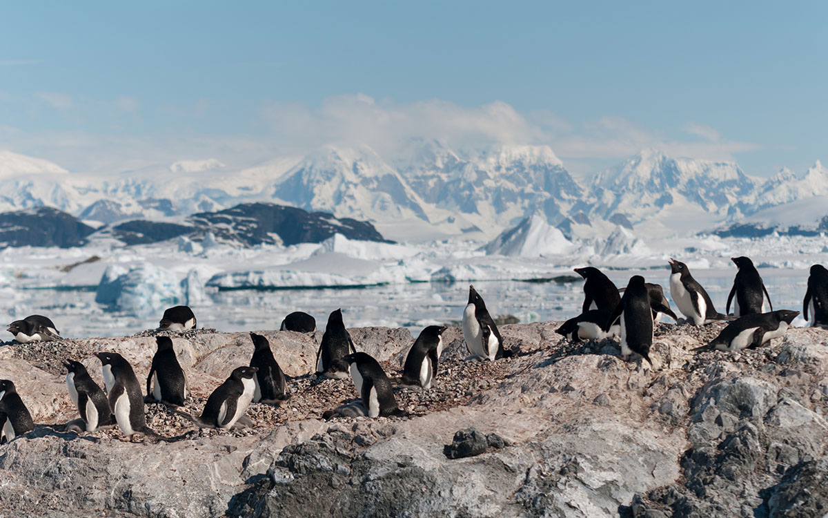 Ultimate Chilean Fjords, Glaciers & Antarctic Wildlife Explorer ...